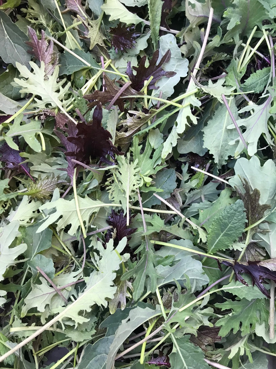 Kale Mix – Piedmont Farmstead
